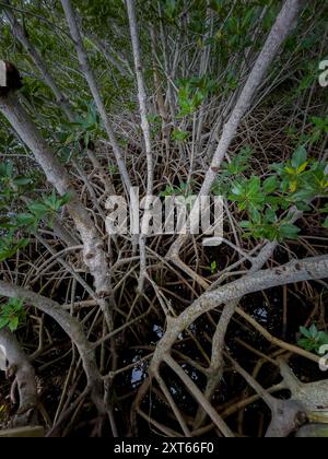 Beautiful florida everglades swamp cover with green leaves in the ...