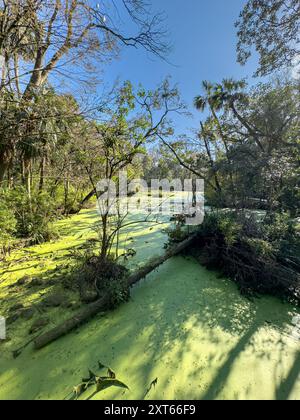 Beautiful florida everglades swamp cover with green leaves in the ...