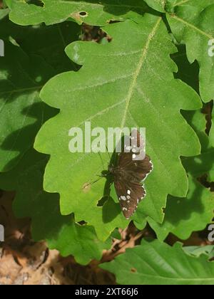 White-banded Flat (Daimio tethys) Insecta Stock Photo - Alamy