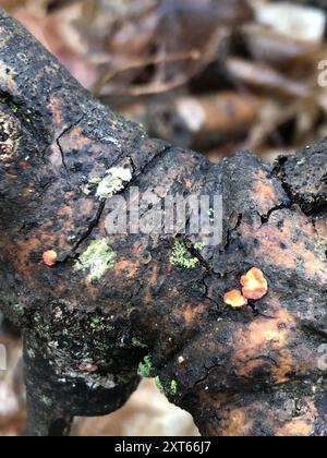 Red Tree Brain Fungus (Peniophora rufa) Fungi Stock Photo - Alamy