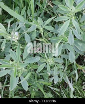 Alfalfa Complex (Medicago sativa) Plantae Stock Photo - Alamy