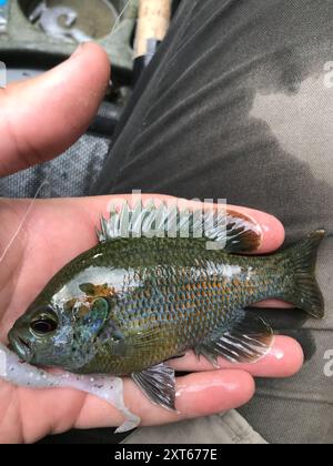 Redspotted Sunfish (Lepomis miniatus) Actinopterygii Stock Photo - Alamy