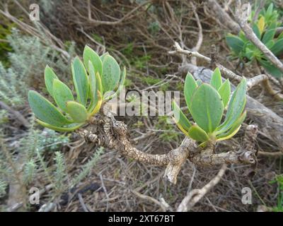 Sand Babooncabbage (Othonna coronopifolia) Plantae Stock Photo - Alamy