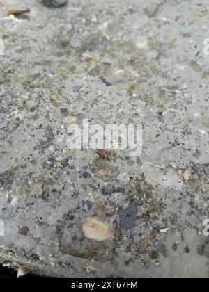Glossy Pillar (Cochlicopa lubrica) Mollusca Stock Photo - Alamy