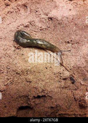 Green Cellar Slug (Limacus maculatus) Mollusca Stock Photo - Alamy