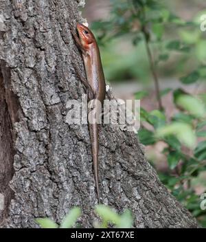 Broad-headed Skink (Plestiodon laticeps) Reptilia Stock Photo - Alamy