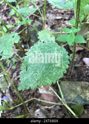 heartleaf nettle (Urtica chamaedryoides) Plantae Stock Photo - Alamy