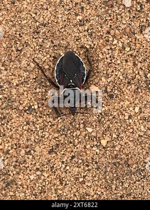 California Bee Assassin (Apiomerus californicus) Insecta Stock Photo ...