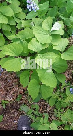 twinleaf (Jeffersonia diphylla) Plantae Stock Photo - Alamy