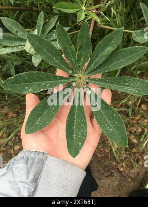 Broadleaf Lupine (Lupinus latifolius) Plantae Stock Photo - Alamy