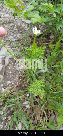 Flat-fruited Orlaya (Orlaya daucoides) Plantae Stock Photo - Alamy