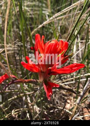 Wholeleaf Paintbrush (Castilleja integra) Plantae Stock Photo - Alamy