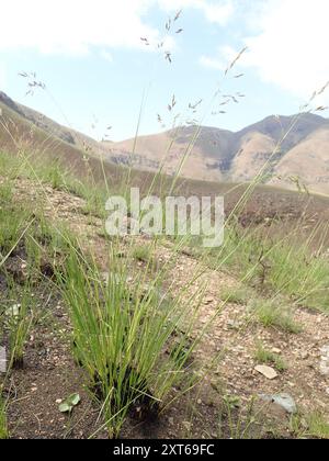 Tussock Fescue (Festuca costata) Plantae Stock Photo - Alamy
