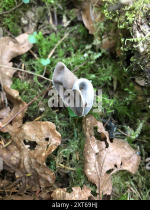 (Helvella compressa) Fungi Stock Photo - Alamy