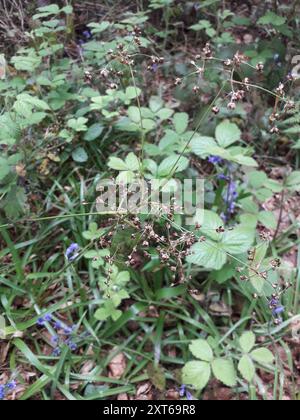 Hairy Woodrush (Luzula pilosa) Plantae Stock Photo - Alamy