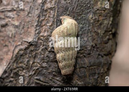 A beautiful climbing whelk (Cerithidea decollate), also known as a ...