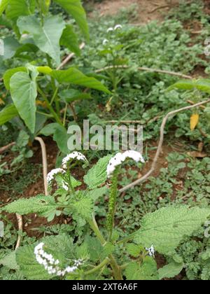 Indian Heliotrope (Heliotropium indicum) Plantae Stock Photo - Alamy