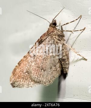 Gem Moth (Orthonama obstipata) Insecta Stock Photo - Alamy