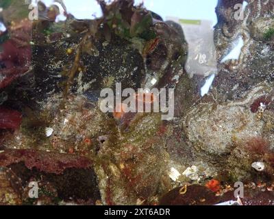 Northwest Ugly Clam (Entodesma navicula) Mollusca Stock Photo - Alamy
