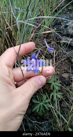 Low Larkspur (Delphinium bicolor) Plantae Stock Photo - Alamy