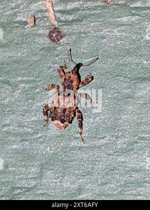 (Sthereus horridus) Insecta Stock Photo - Alamy