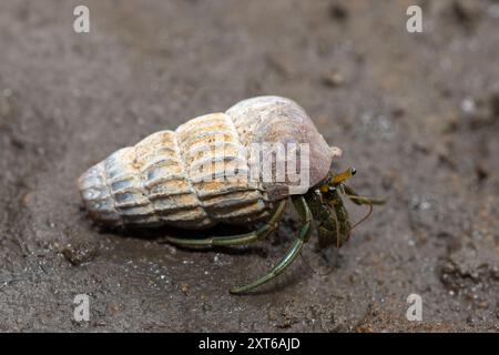 A cute hermit crab inhabiting the shell of a climbing whelk in the ...