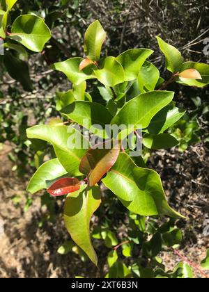 sugar bush (Rhus ovata) Plantae Stock Photo - Alamy