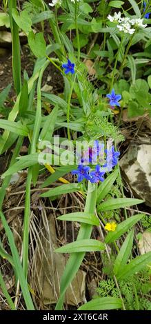 Purple Gromwell (Aegonychon purpurocaeruleum) Plantae Stock Photo - Alamy