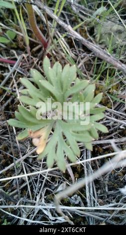 Low Larkspur (Delphinium bicolor), Plantae, Cypress County, AB, Canada ...