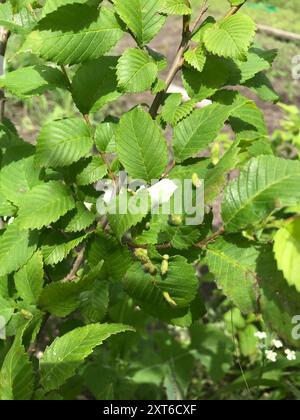 Elm Finger Gall Mite (Aceria parulmi) Arachnida Stock Photo - Alamy