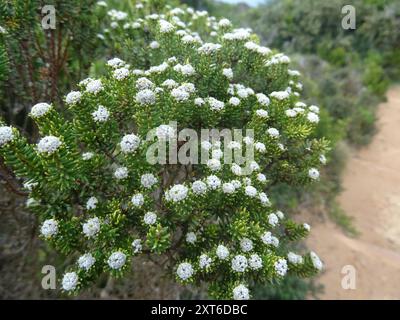 Heath Hardleaf (Phylica ericoides) Plantae Stock Photo - Alamy
