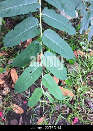 Andean Walnut (Juglans neotropica) Plantae Stock Photo - Alamy