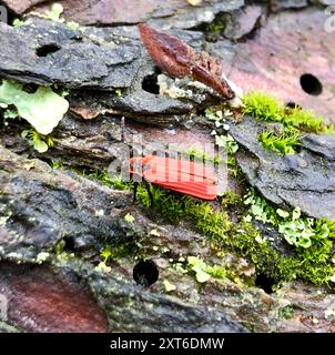 Golden Net-winged Beetle (Dictyoptera aurora) Insecta Stock Photo - Alamy