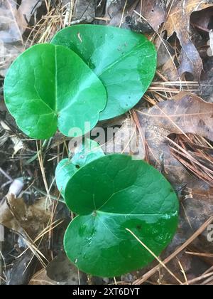 Virginia heartleaf (Asarum virginicum) Plantae Stock Photo - Alamy