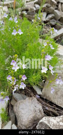 (Veronica filifolia) Plantae Stock Photo - Alamy