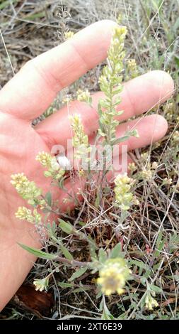 desert madwort (Alyssum desertorum) Plantae Stock Photo - Alamy