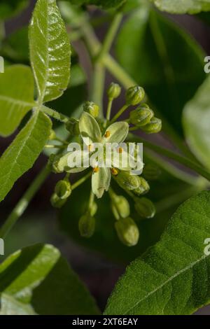 common hoptree (Ptelea trifoliata) Plantae Stock Photo - Alamy