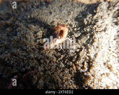 Shore Earwig (Labidura riparia) Insecta Stock Photo - Alamy