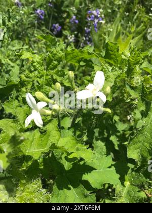 Texas Bull Nettle (Cnidoscolus texanus) Plantae Stock Photo - Alamy