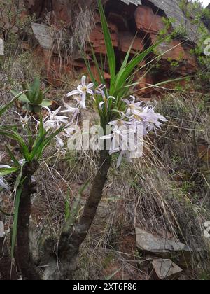 Monkeys Tail (Xerophyta retinervis) Plantae Stock Photo - Alamy