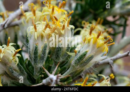 Shortspine Horsebrush (Tetradymia spinosa) Plantae Stock Photo - Alamy