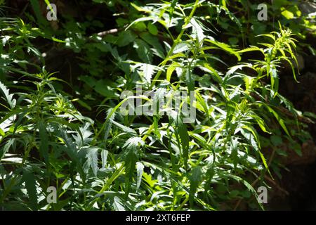 durango root (Datisca glomerata) Plantae Stock Photo - Alamy
