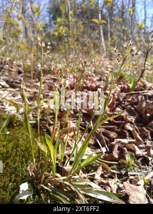 hairy woodrush (Luzula acuminata) Plantae Stock Photo - Alamy