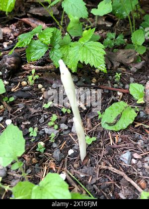 Phantom Orchid (Cephalanthera austiniae) Plantae Stock Photo - Alamy