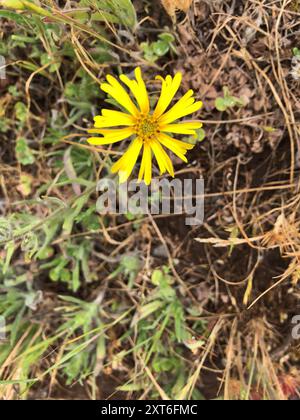 Common Madia (Madia elegans) Plantae Stock Photo - Alamy
