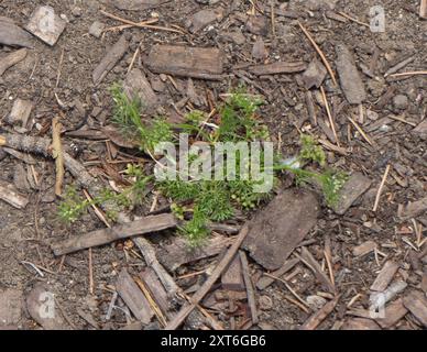 Marsh parsley (Cyclospermum leptophyllum) Plantae Stock Photo - Alamy