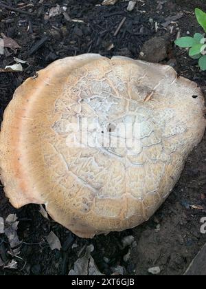 Trainwrecker (Neolentinus lepideus) Fungi Stock Photo - Alamy
