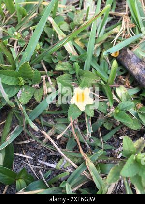 Common Fanpetals (Sida ulmifolia) Plantae Stock Photo - Alamy