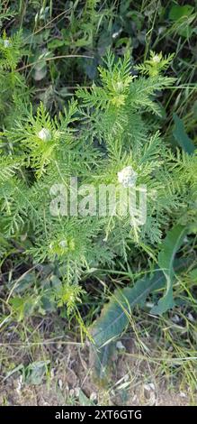 Noble Yarrow (Achillea nobilis) Plantae Stock Photo - Alamy
