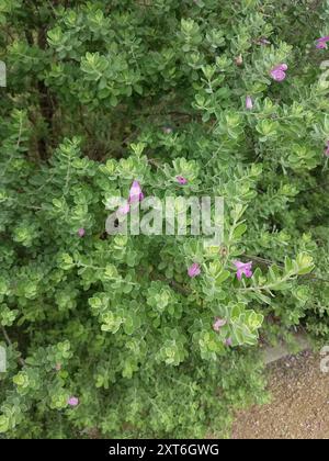 cenizo (Leucophyllum frutescens) Plantae Stock Photo - Alamy